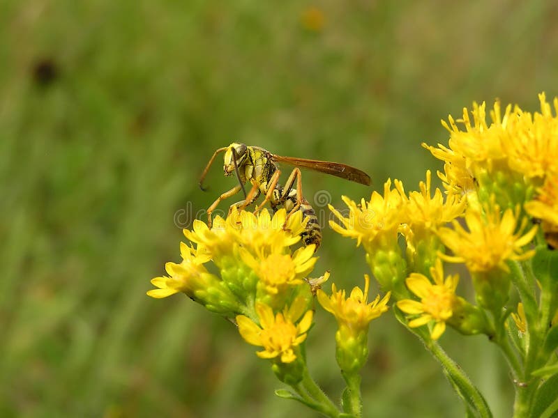 Rode Document Wesp Dichte Omhooggaand Stock Afbeelding - Image of ...