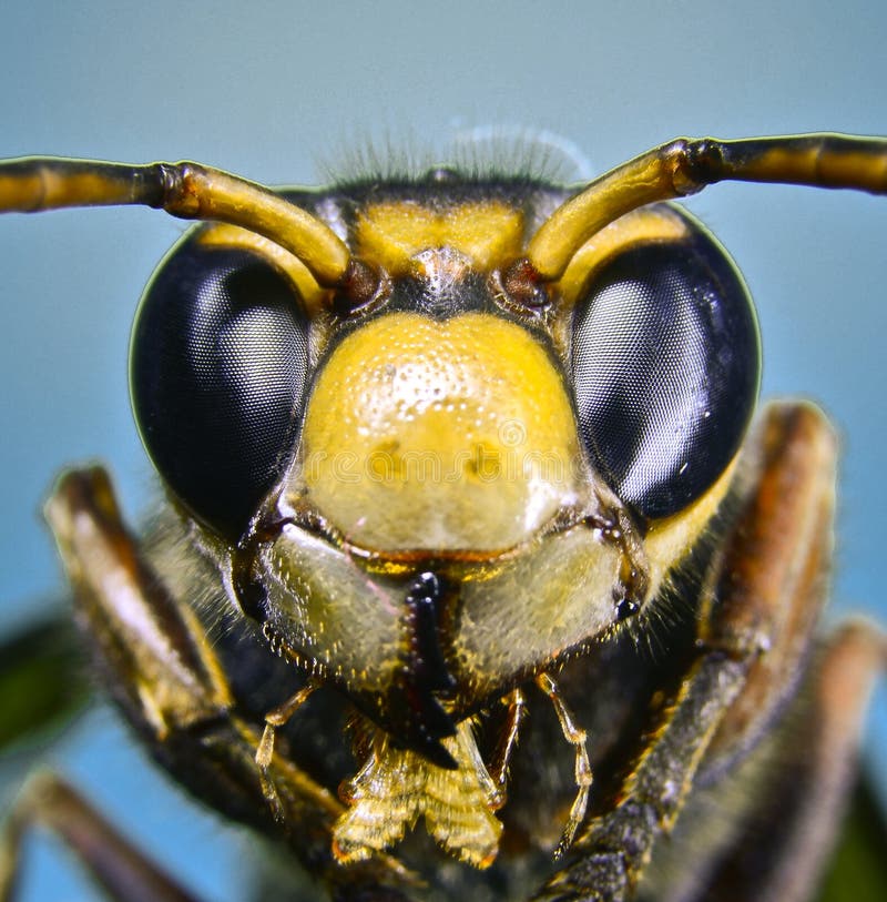De Wesp van het document stock afbeelding. Image of wesp - 5697363