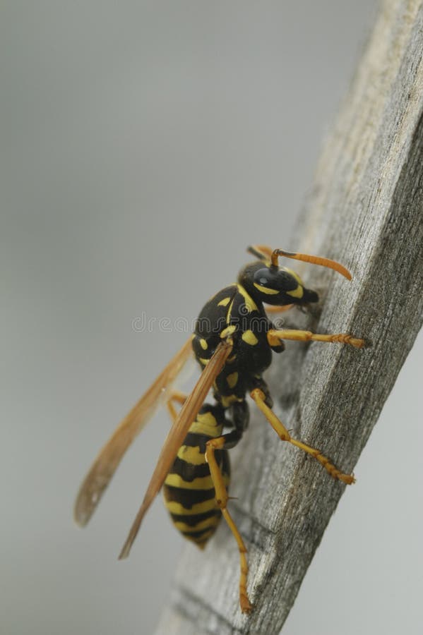 Document Wesp Die Document Maken Stock Foto - Image of steek, hout ...