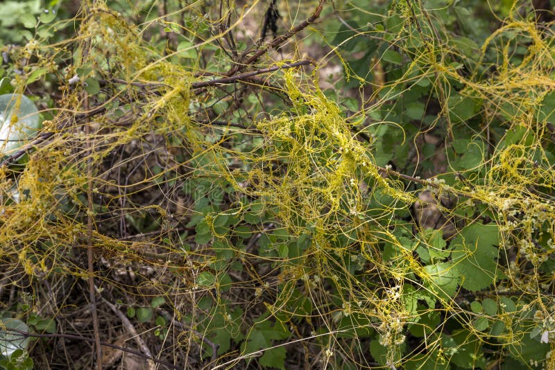 Dodder Cuscuta Parasitic Plant Choking the Agricultural Crops in the ...