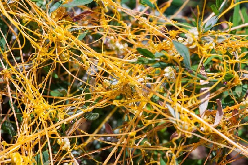 Dodder Genus Cuscuta is the Parasite Wraps Stock Photo - Image of meadow, pentagona: 171768954