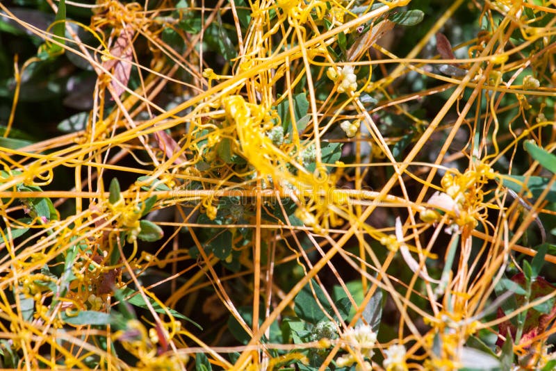 Dodder Genus Cuscuta Is Parasitic And Totally Dependent On Other Host ...