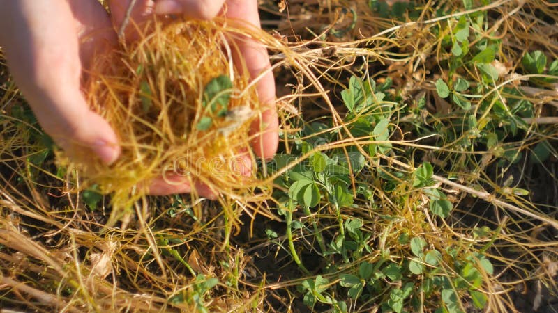 Dodder Genus Cuscuta - Parasitic Plant. Dodder Grows Around Clover ...