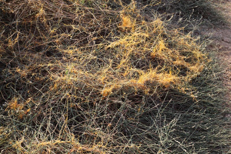 Dodder Weed Grows without Leaves and Roots Stock Photo - Image of ...