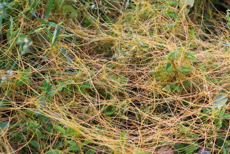 Dodder Weed Grows without Leaves and Roots Stock Image - Image of grass ...