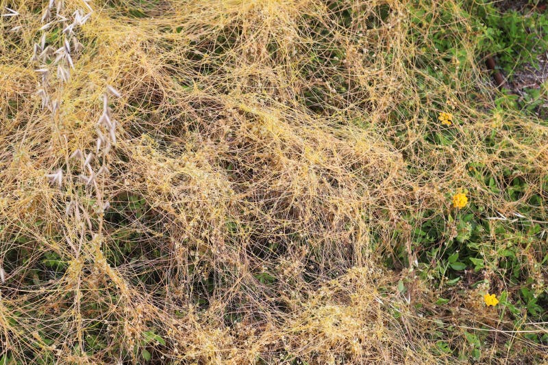 Dodder Weed Grows without Leaves and Roots Stock Image - Image of stem ...