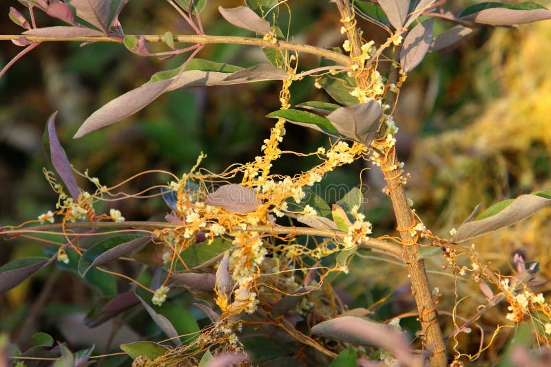 Dodder Weed Grows without Leaves and Roots Stock Image - Image of ...