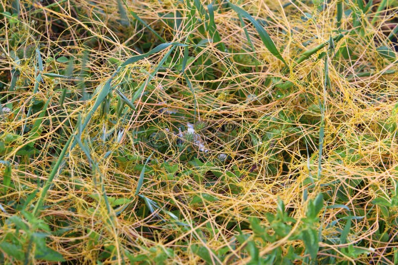 Dodder Weed Grows without Leaves and Roots Stock Image - Image of grows ...