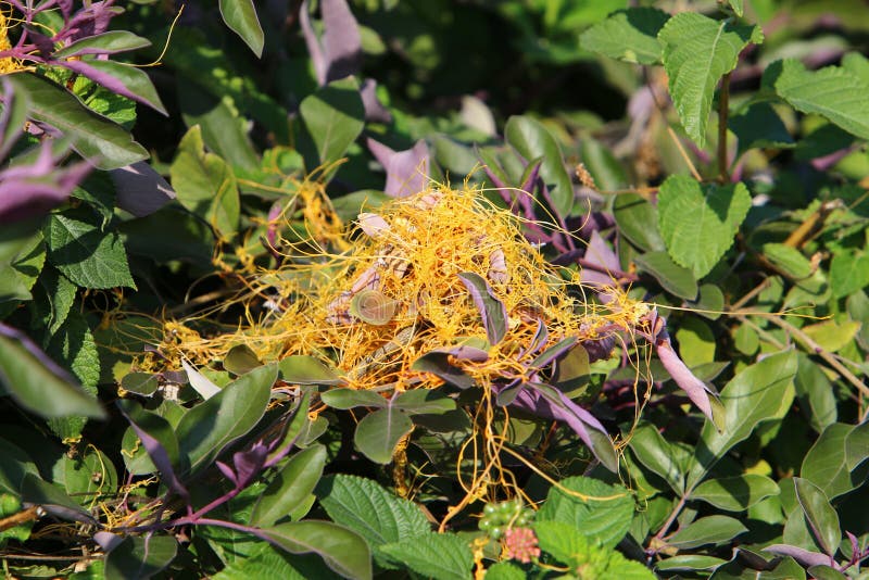 Dodder Weed Grows without Leaves and Roots Stock Photo - Image of ...
