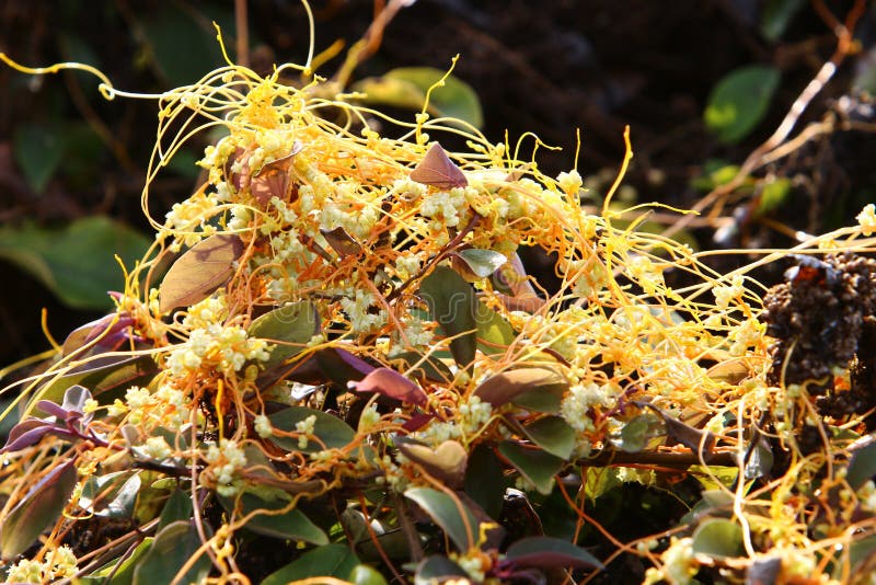 Dodder Weed Grows without Leaves and Roots Stock Photo - Image of ...