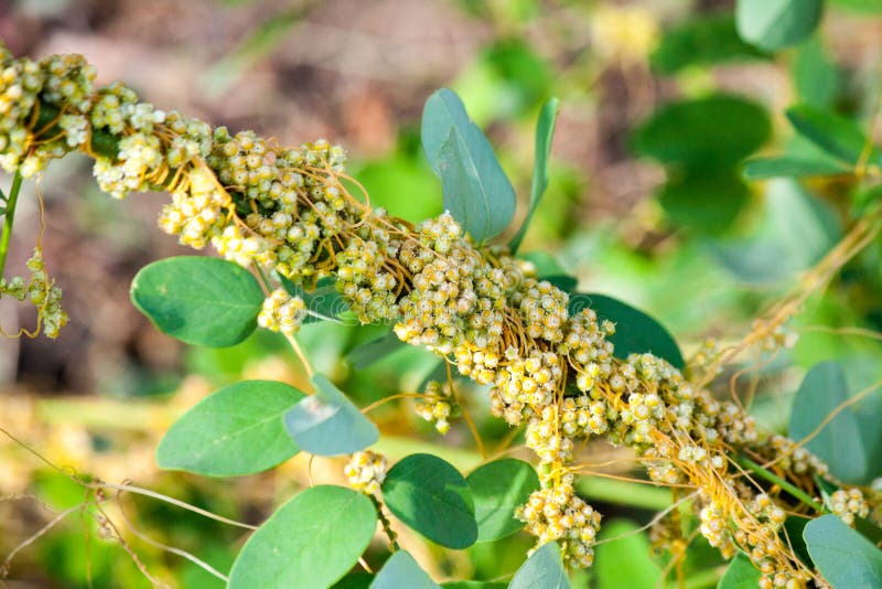 Dodder Genus Cuscuta is Parasitic Plants Stock Image - Image of garden ...
