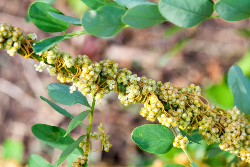 Dodder Genus Cuscuta is Parasitic Plants Stock Image - Image of ...
