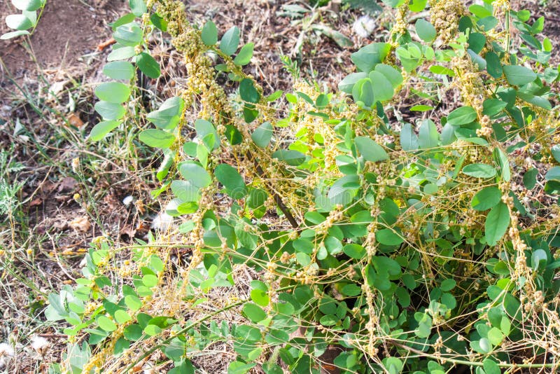 Dodder Genus Cuscuta is Parasitic Plants Stock Photo - Image of ...
