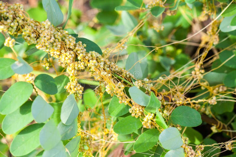 Dodder Genus Cuscuta is Parasitic Plants Stock Photo - Image of ...