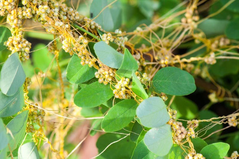 Dodder Genus Cuscuta is Parasitic Plants Stock Photo - Image of natural ...