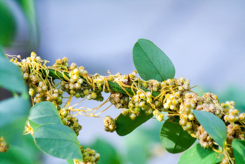 Parasitic Dodder stock photo. Image of grammica, cuscuta - 28242