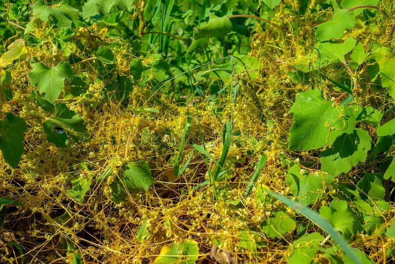 Dodder (Genus Cuscuta) is Parasitic and Totally Dependent on Other Host ...