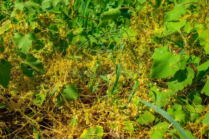 Dodder (Genus Cuscuta) is Parasitic and Totally Dependent on Other Host ...