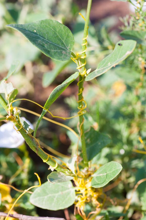 Dodder Genus Cuscuta is Parasitic and Totally Dependent on Other Host ...
