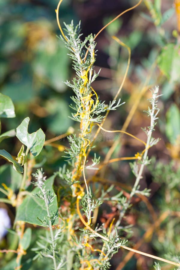 Dodder Genus Cuscuta is Parasitic and Totally Dependent on Other Host ...