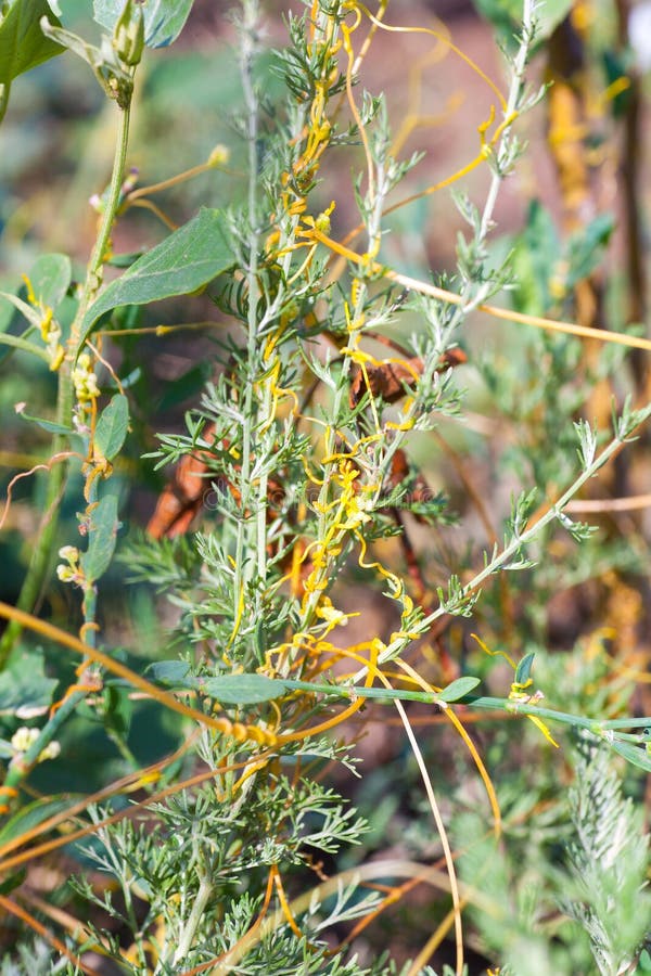 Dodder Genus Cuscuta is Parasitic and Totally Dependent on Other Host ...
