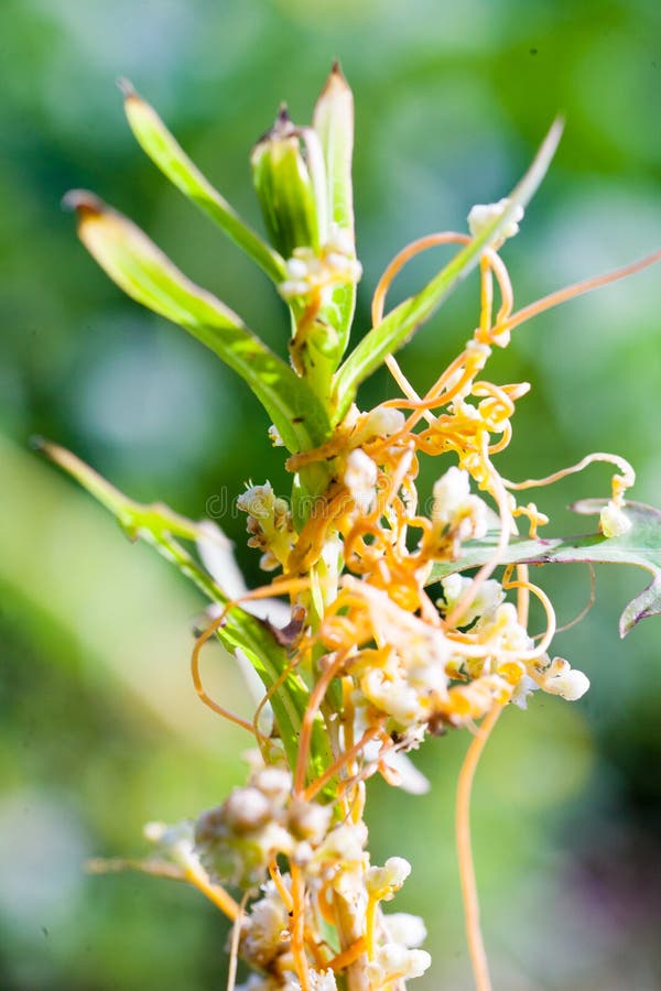 Dodder Genus Cuscuta is Parasitic and Totally Dependent on Other Host ...