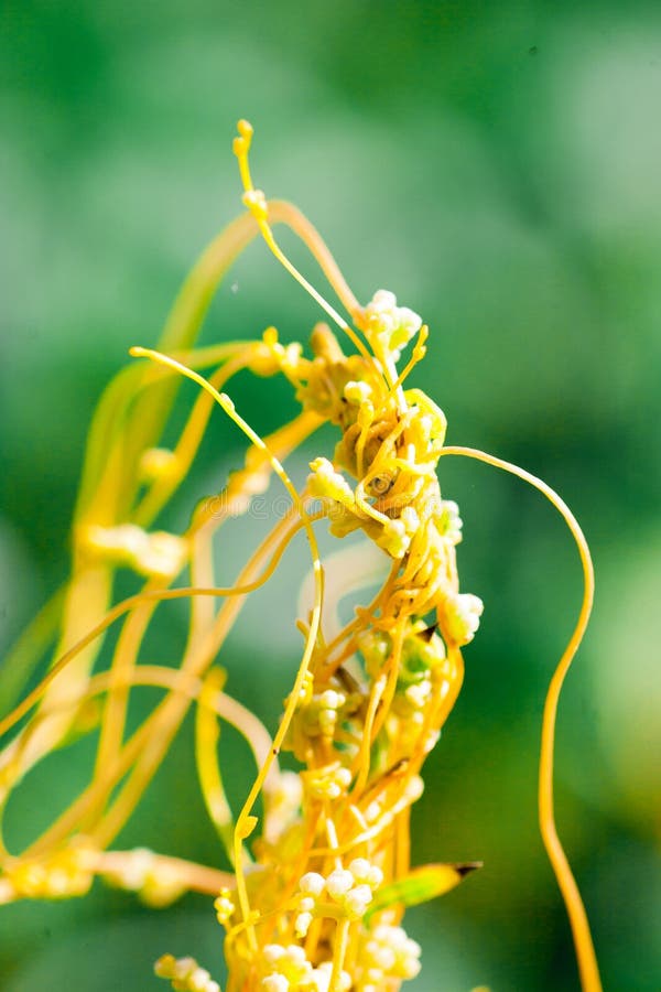 Dodder Genus Cuscuta is Parasitic and Totally Dependent on Other Host ...