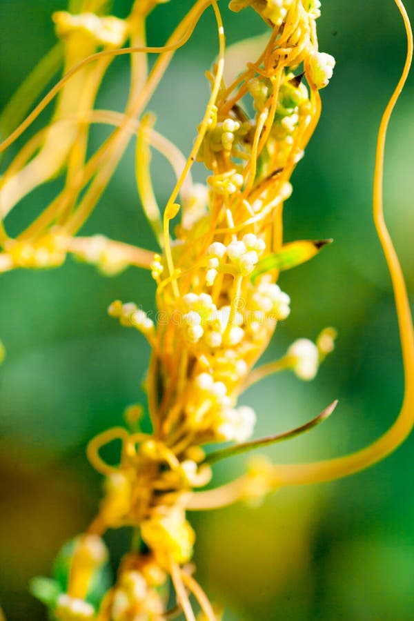 Dodder Genus Cuscuta is Parasitic and Totally Dependent on Other Host ...