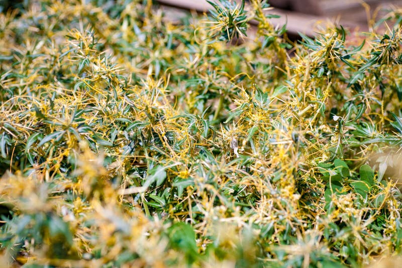 Dodder Genus Cuscuta Is Parasitic Plants Stock Photo - Image of bush ...