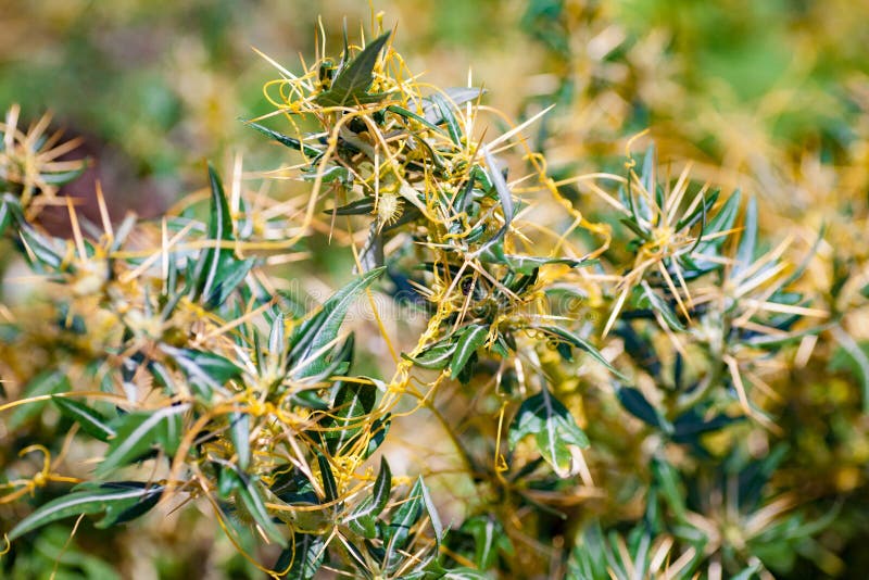 Dodder Genus Cuscuta is Parasitic Plants Stock Photo - Image of park ...