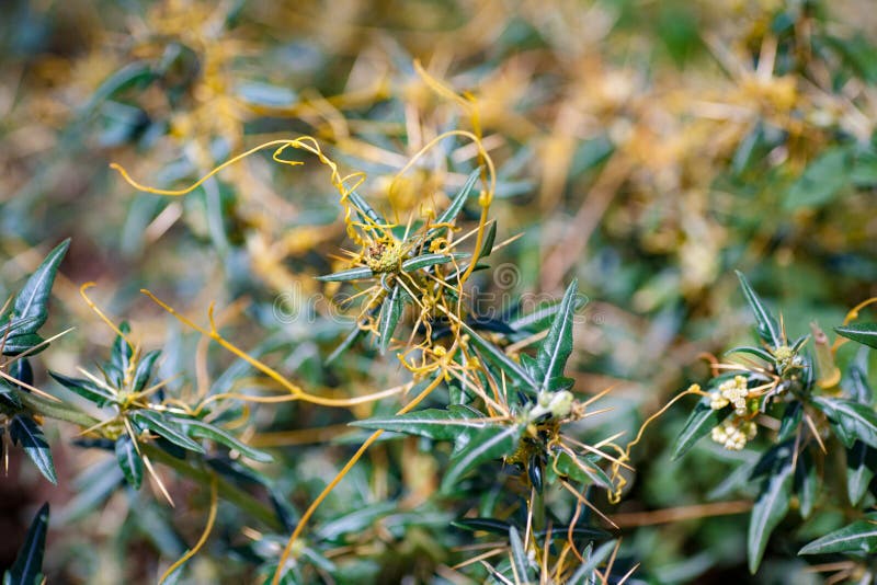 Dodder Genus Cuscuta is Parasitic Plants Stock Image - Image of biology ...