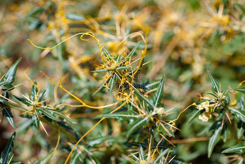 Dodder Genus Cuscuta is Parasitic Plants Stock Photo - Image of ...