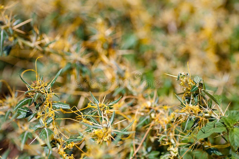 Dodder Genus Cuscuta is Parasitic Plants Stock Image - Image of ...