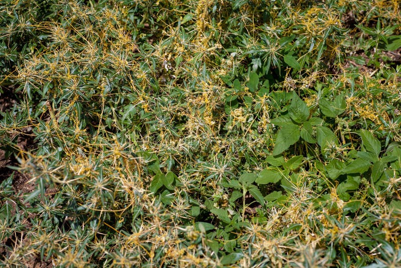 Dodder Genus Cuscuta is Parasitic Plants Stock Photo - Image of america ...