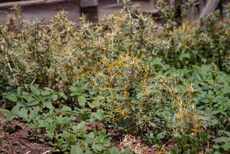 Dodder Genus Cuscuta is Parasitic Plants Stock Photo - Image of america ...