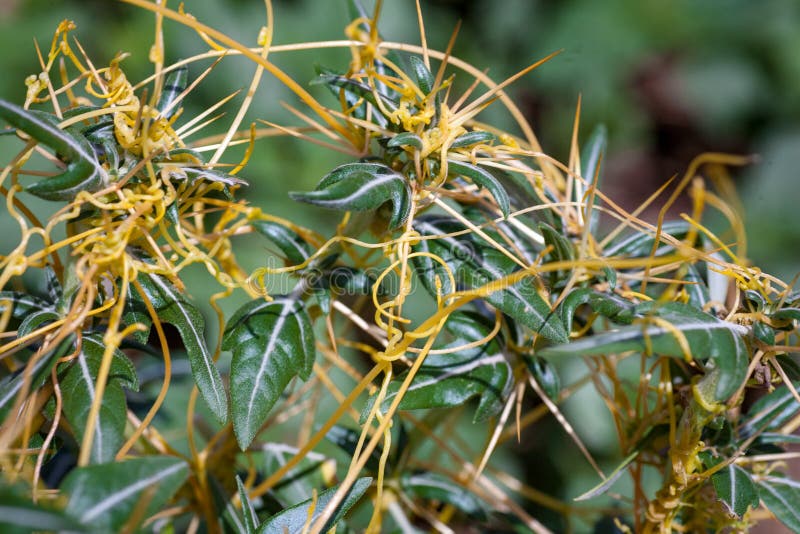 Dodder Genus Cuscuta is Parasitic Plants Stock Photo - Image of natural ...