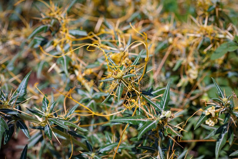 Dodder Genus Cuscuta is Parasitic Plants Stock Image - Image of green ...