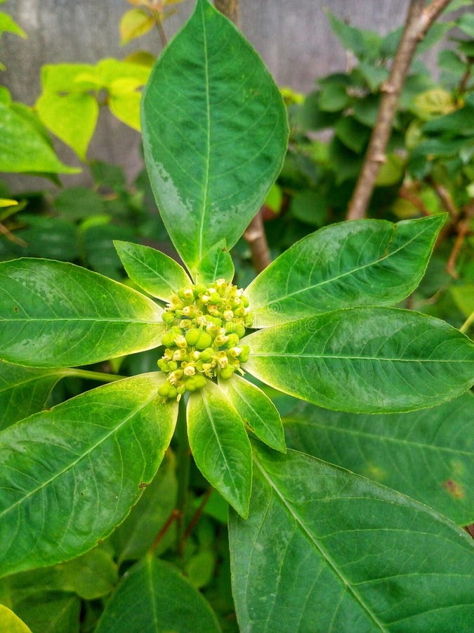 Dodder Genus Cuscuta is a Wild Plant Stock Photo - Image of plant ...