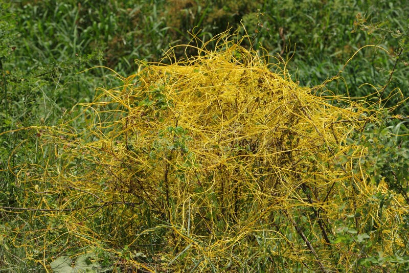 Dodder stock image. Image of parasite, species, selective - 168856713
