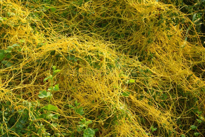 Dodder on tree stock image. Image of park, horizontal - 89364237