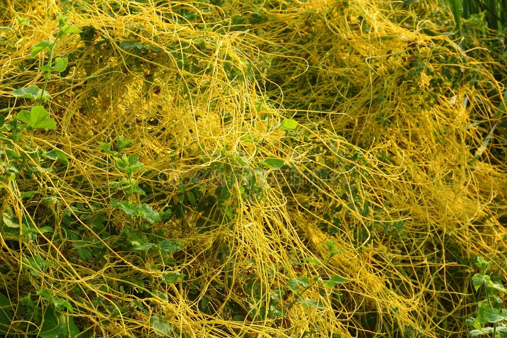 Dodder on tree stock photo. Image of goldcolor, dodder - 89364714
