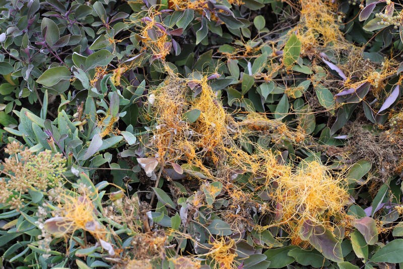 Dodder Weed Grows without Leaves and Roots Stock Photo - Image of grass ...