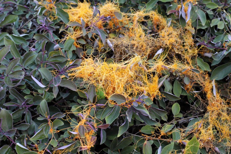 Dodder Weed Grows without Leaves and Roots Stock Image - Image of ...