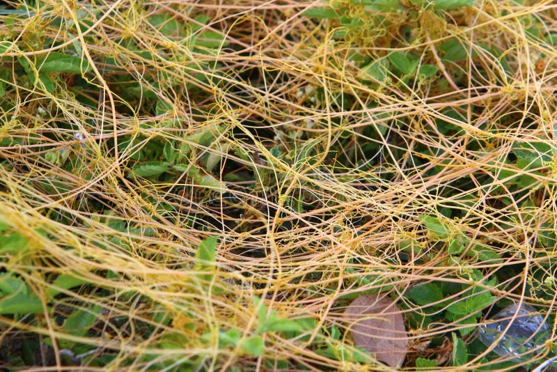 Dodder Weed Grows without Leaves and Roots Stock Image - Image of tree ...