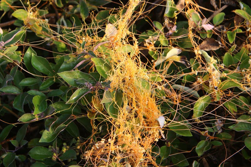 Dodder Weed Grows without Leaves and Roots Stock Image - Image of ...