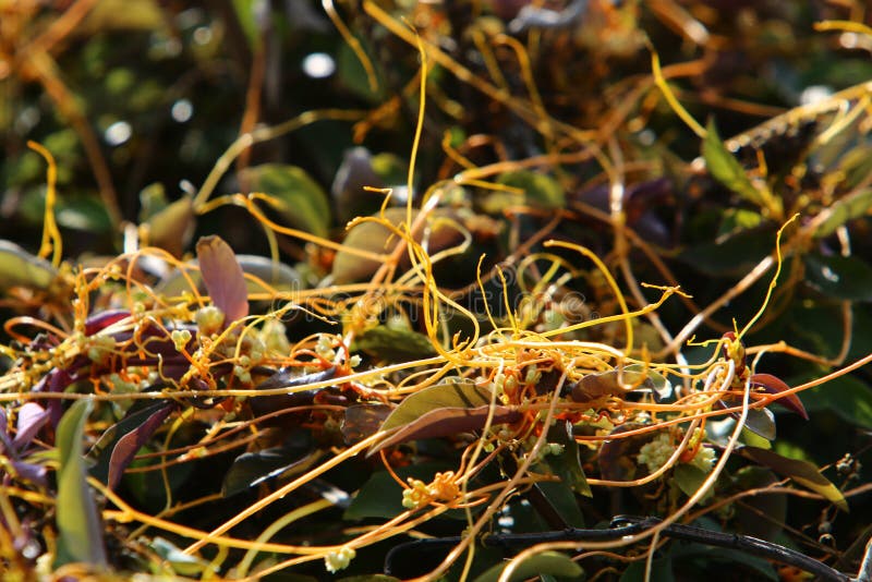 Dodder Weed Grows without Leaves and Roots Stock Photo - Image of ...