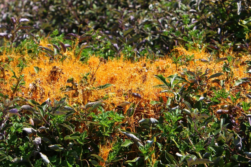 Dodder Weed Grows without Leaves and Roots Stock Photo - Image of ...