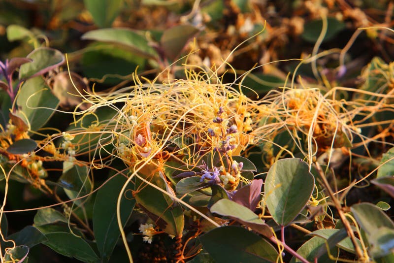 Dodder Weed Grows without Leaves and Roots Stock Photo - Image of ...