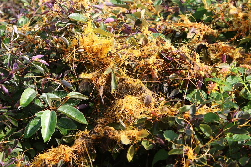 Dodder Weed Grows without Leaves and Roots Stock Photo - Image of stem ...