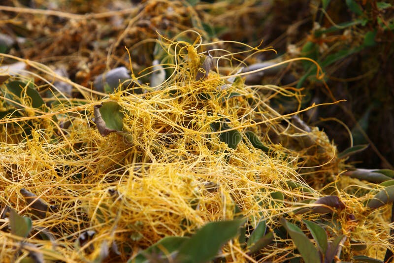 Dodder - a Weed without Leaves and Roots Stock Photo - Image of stem ...